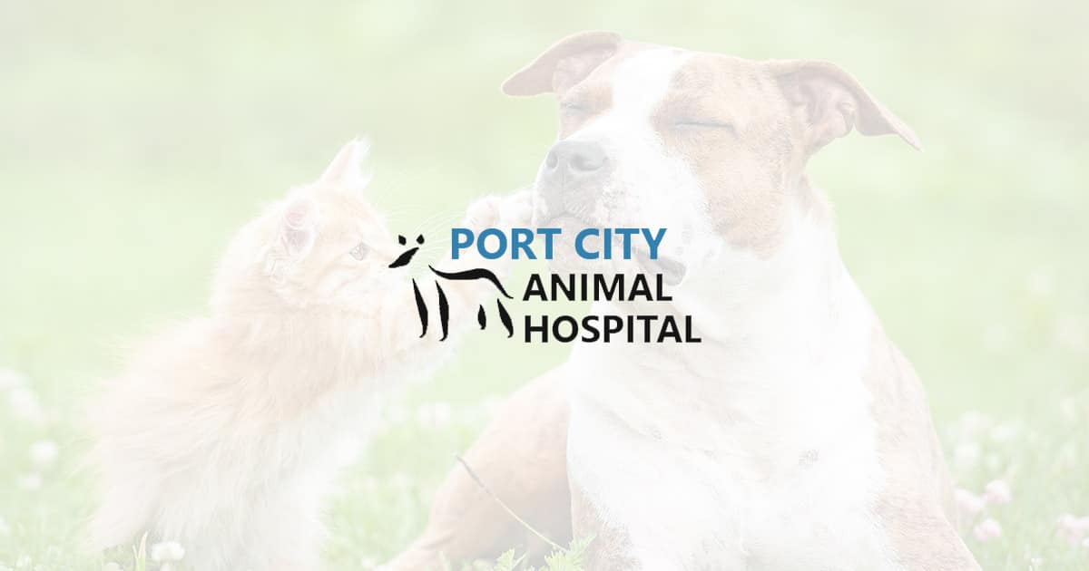 Port Cities Animal Hospital