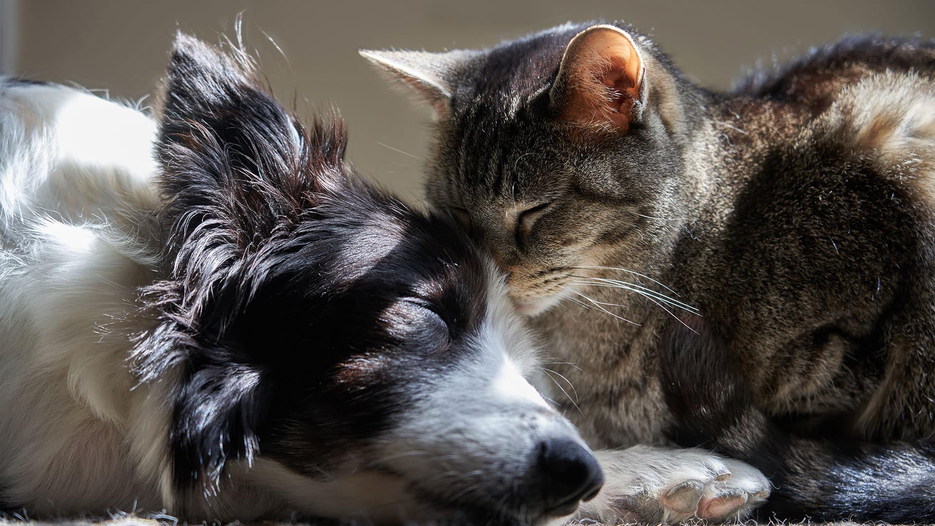 Contact Us at 910-452-4093 - Port City Animal Hospital